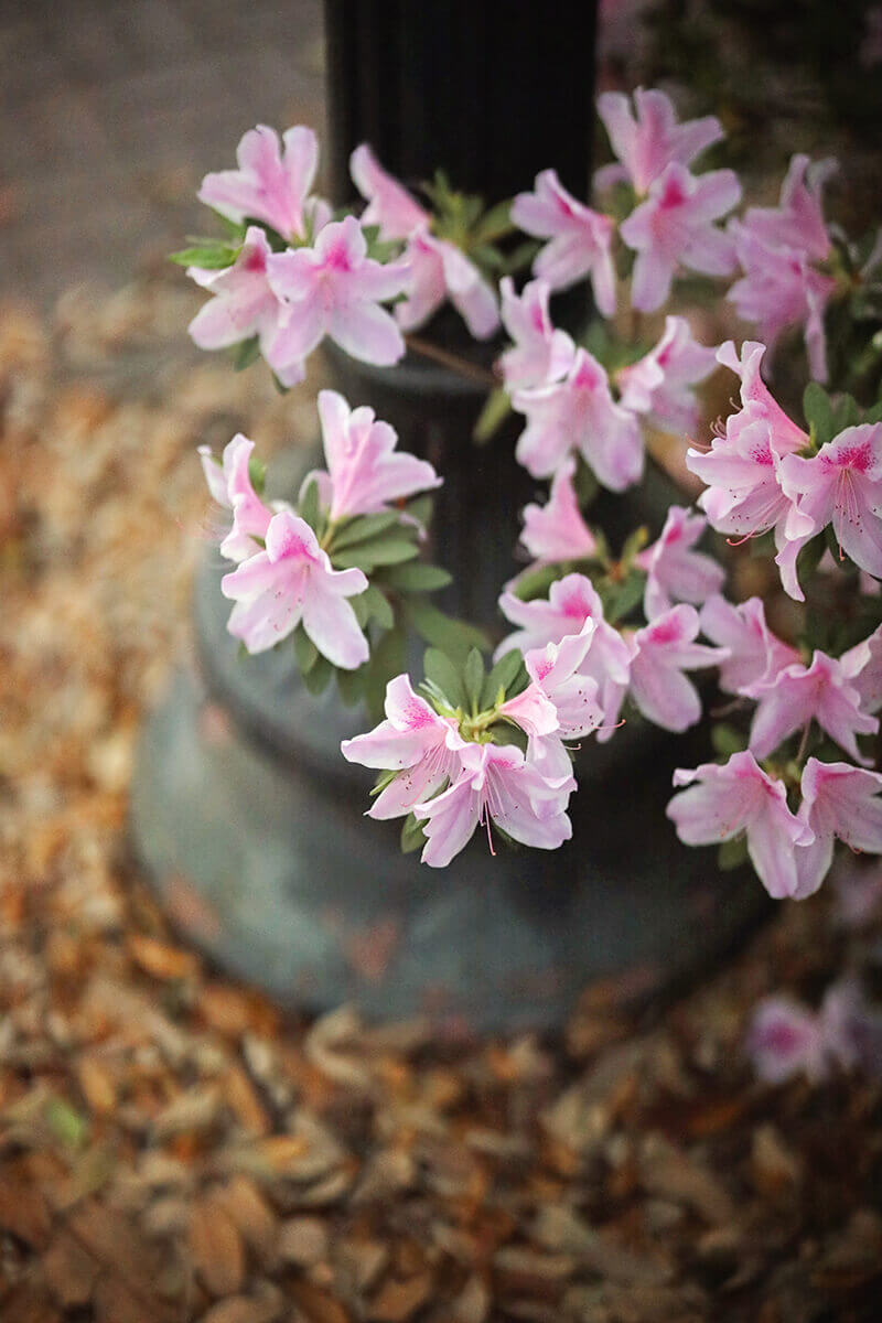 Spring in Savannah: Look at these Stunning FLOWERS! - Savannah First ...