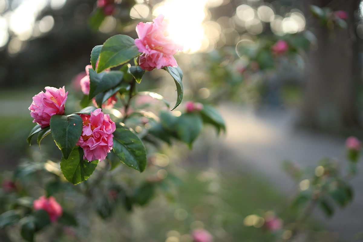 The Pros and Cons of Winter in Savannah - Savannah First-Timer's Guide