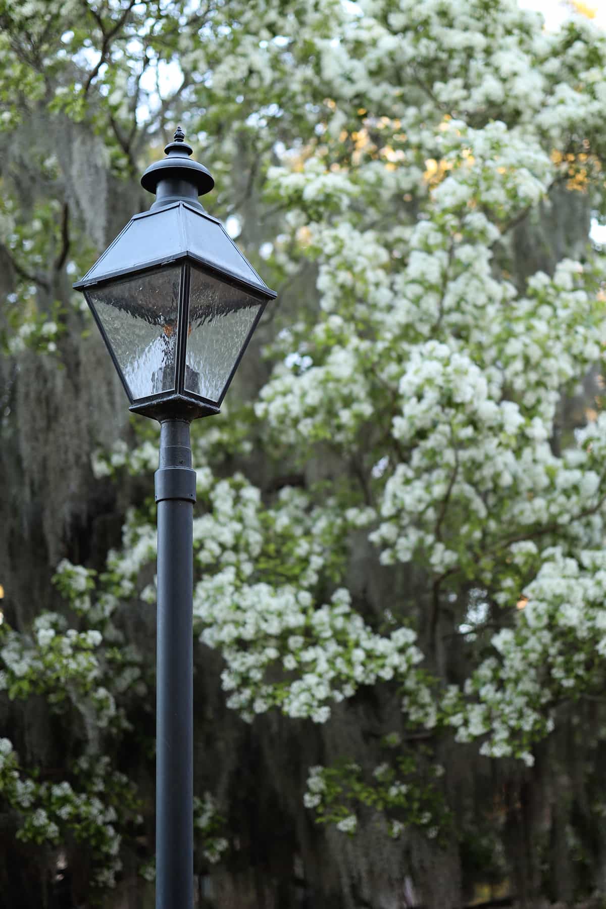 Spring in Savannah: Look at these Stunning FLOWERS! - Savannah First ...