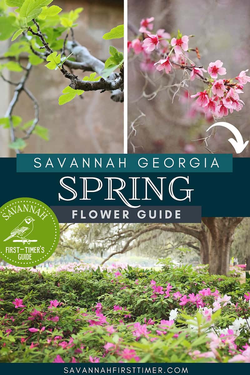 Spring in Savannah: Look at these Stunning FLOWERS! - Savannah First ...